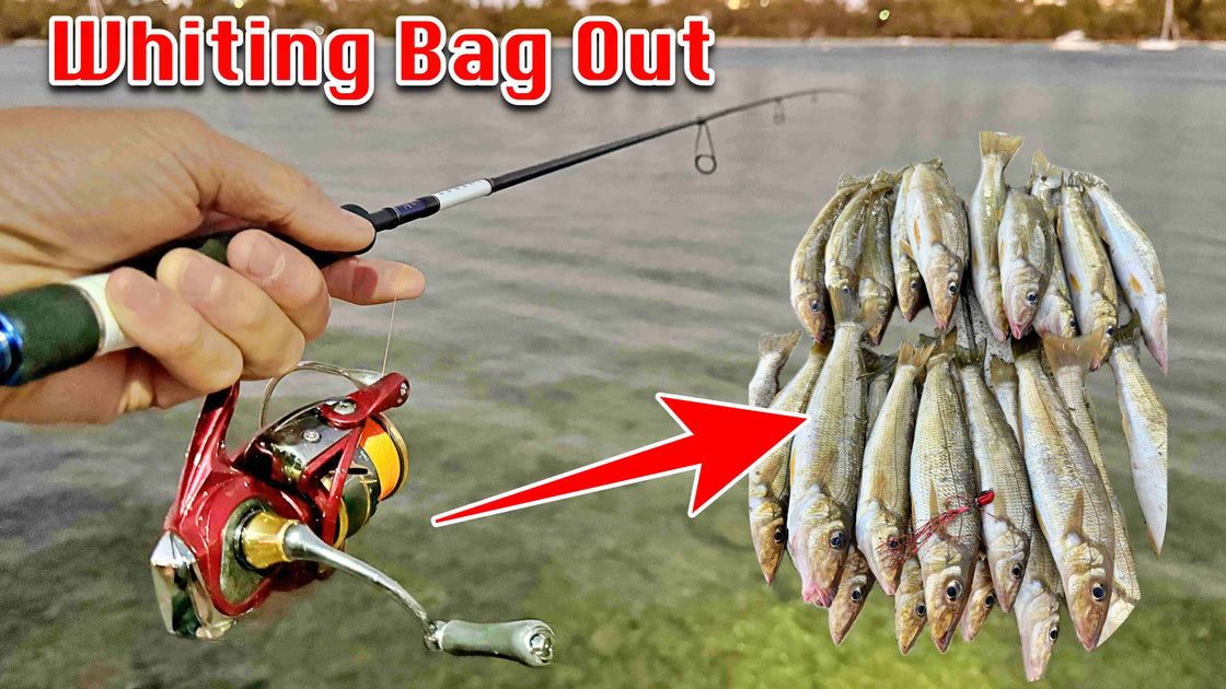 We BAGGED OUT on Whiting! This Technique Works So Well! – TackleWest