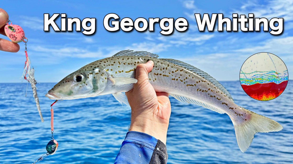 The BEST KG Whiting fishing I have EVER experienced! You NEED to try t ...